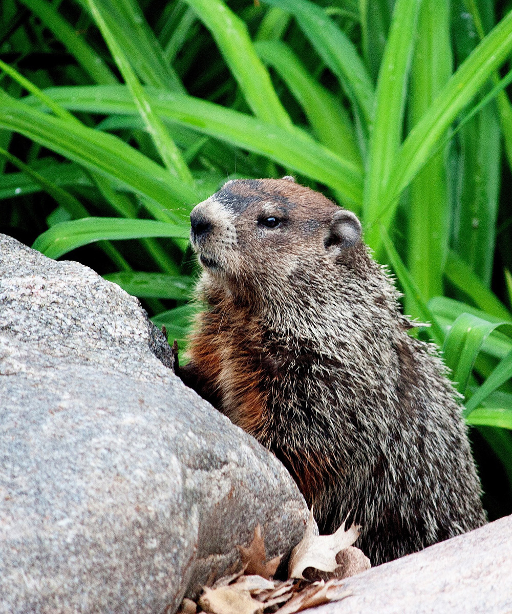 Groundhogs All Creatures Wildlife Services